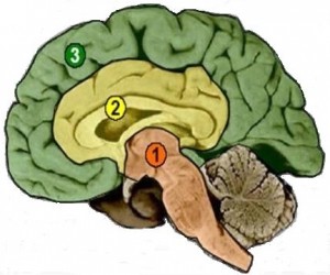 A quel cerveau parlez-vous